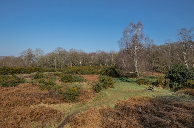 Galleywood Common Chelmsford - Love Your Chelmsford