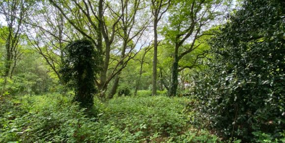 Galleywood Common Chelmsford - Love Your Chelmsford