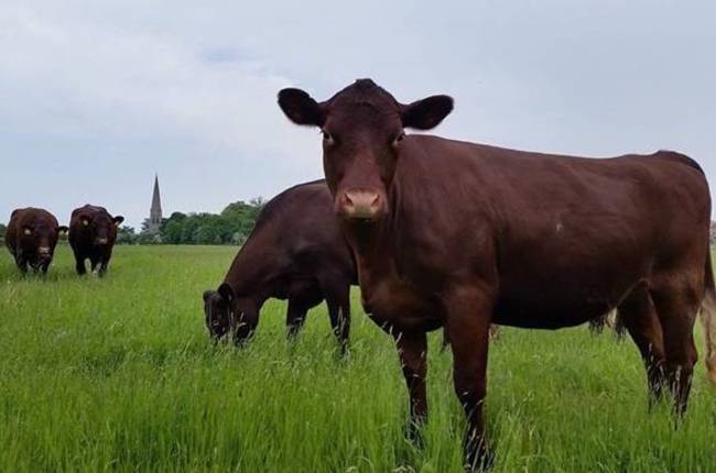 Red Poll at Hylands Estate - Love Your Chelmsford