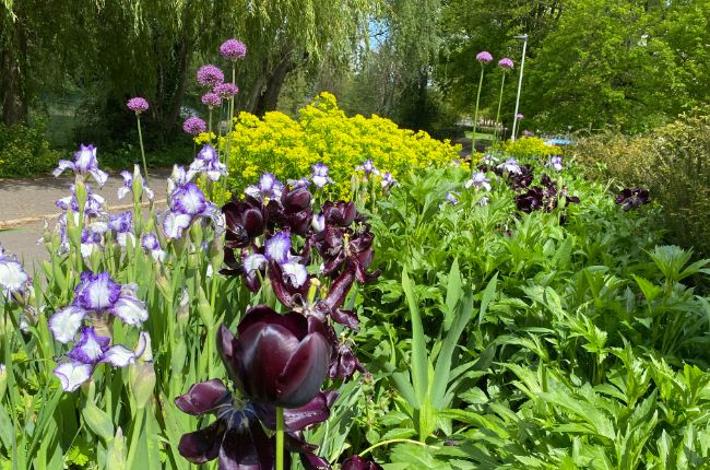 Central Park, Bell Meadow and Sky Blue Pasture - Love Your Chelmsford