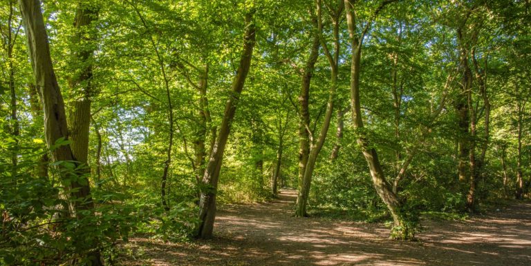 Melbourne Park in Chelmsford - Love Your Chelmsford