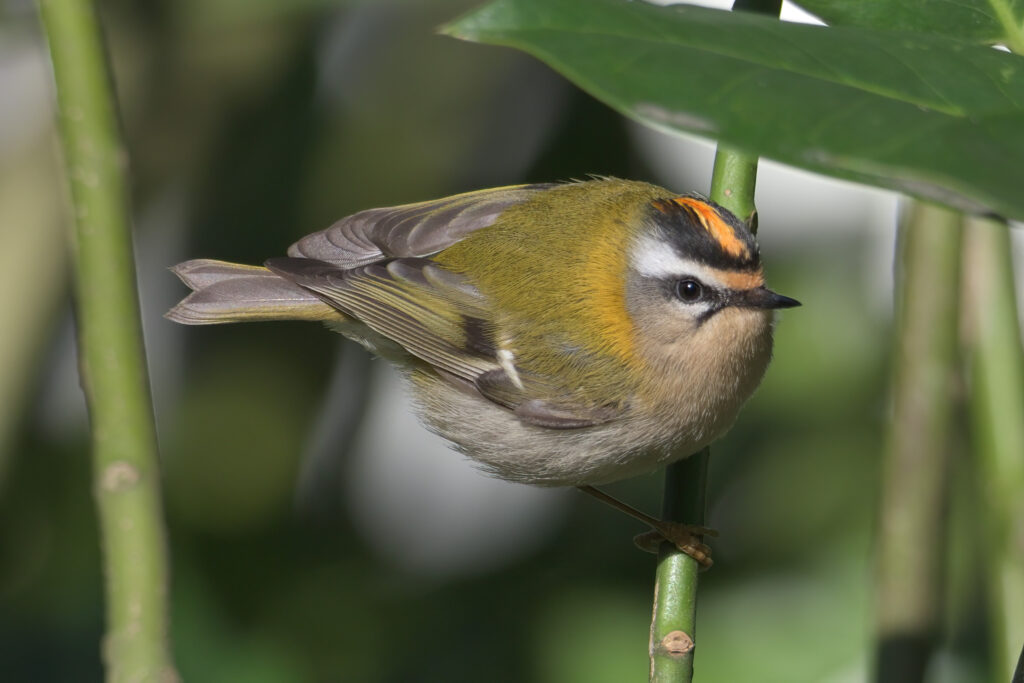 Essex Birdwatching Society - Love Your Chelmsford