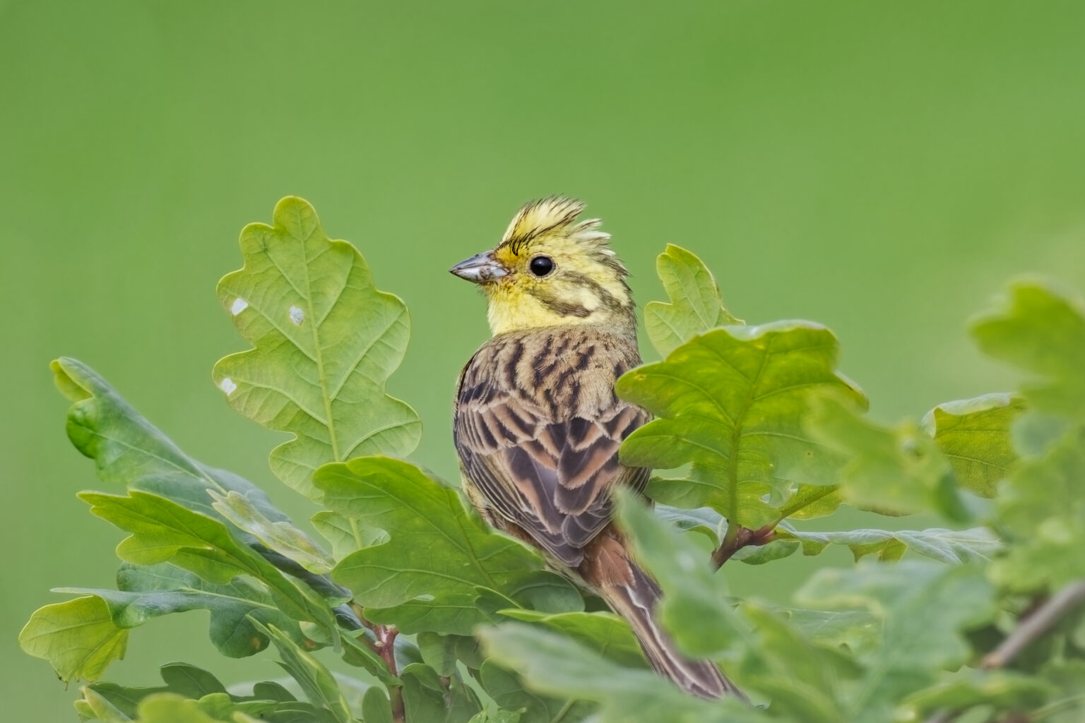 Essex Birdwatching Society - Love Your Chelmsford