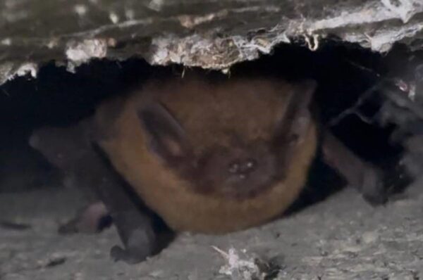 Its the season of the Bat! - Love Your Chelmsford