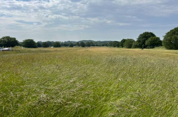 Park of the Month - Galleywood Common Local Nature Reserve - Love Your ...