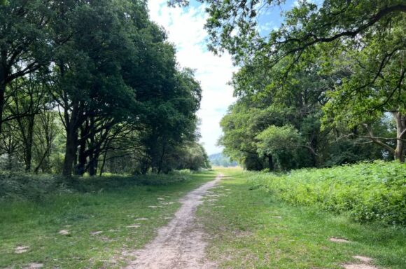Park of the Month - Galleywood Common Local Nature Reserve - Love Your ...